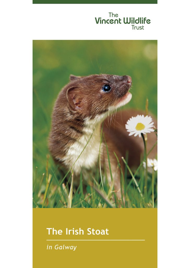 Stoat – The Vincent Wildlife Trust