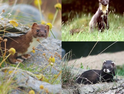 A guide to identifying the small mustelids of Britain and Ireland | The ...