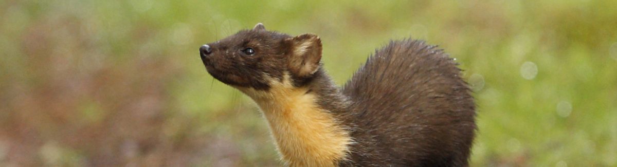 The Vincent Wildlife Trust | Safeguarding the future of mammals in ...