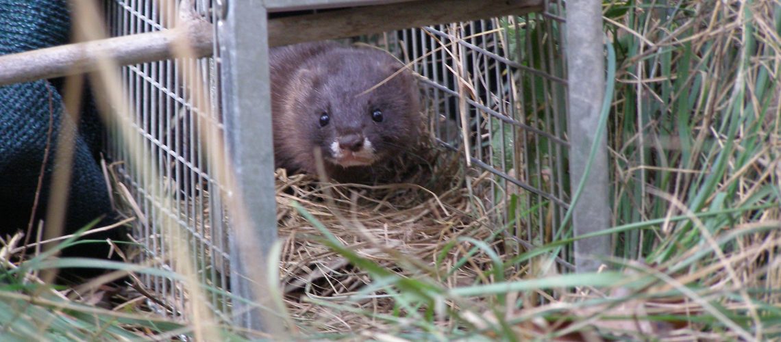 European Mink Facts Diet Habitat Pictures On European Mink Facts Diet Habitat Pictures On
