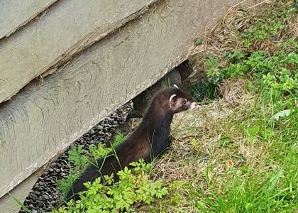The Vincent Wildlife Trust – Safeguarding the future of mammals in ...
