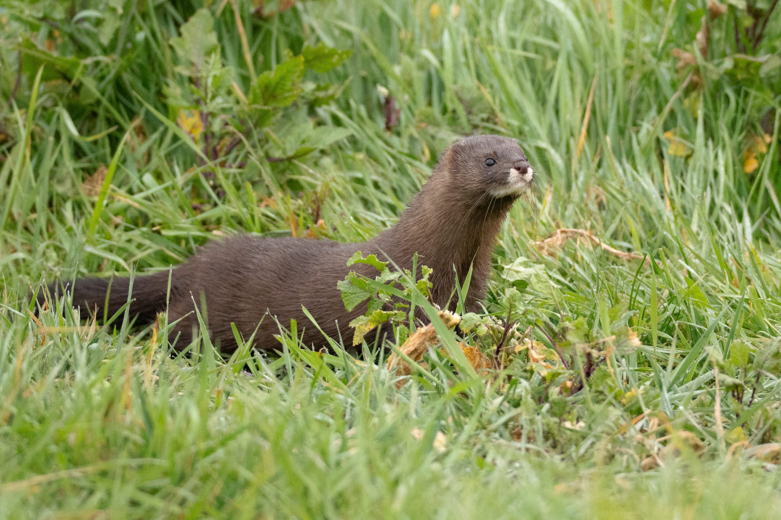 European mink – The Vincent Wildlife Trust